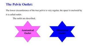Anatomy of the pelvis- obstetrics and gynaecology | PPTX