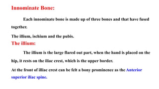 Anatomy of the pelvis- obstetrics and gynaecology | PPTX
