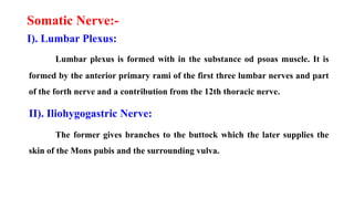 Anatomy of the pelvis- obstetrics and gynaecology | PPTX