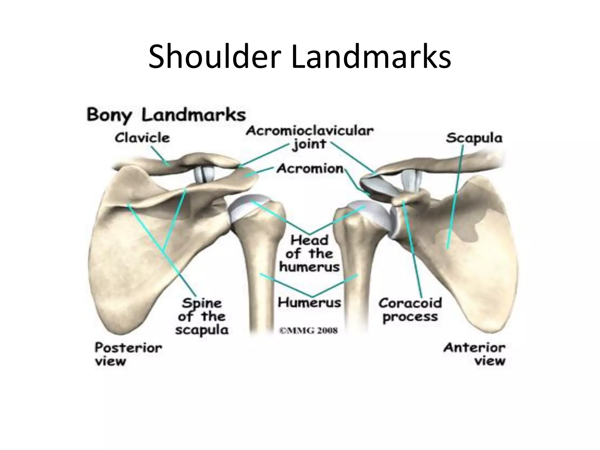 Pelvis shoulder anatomy | PDF