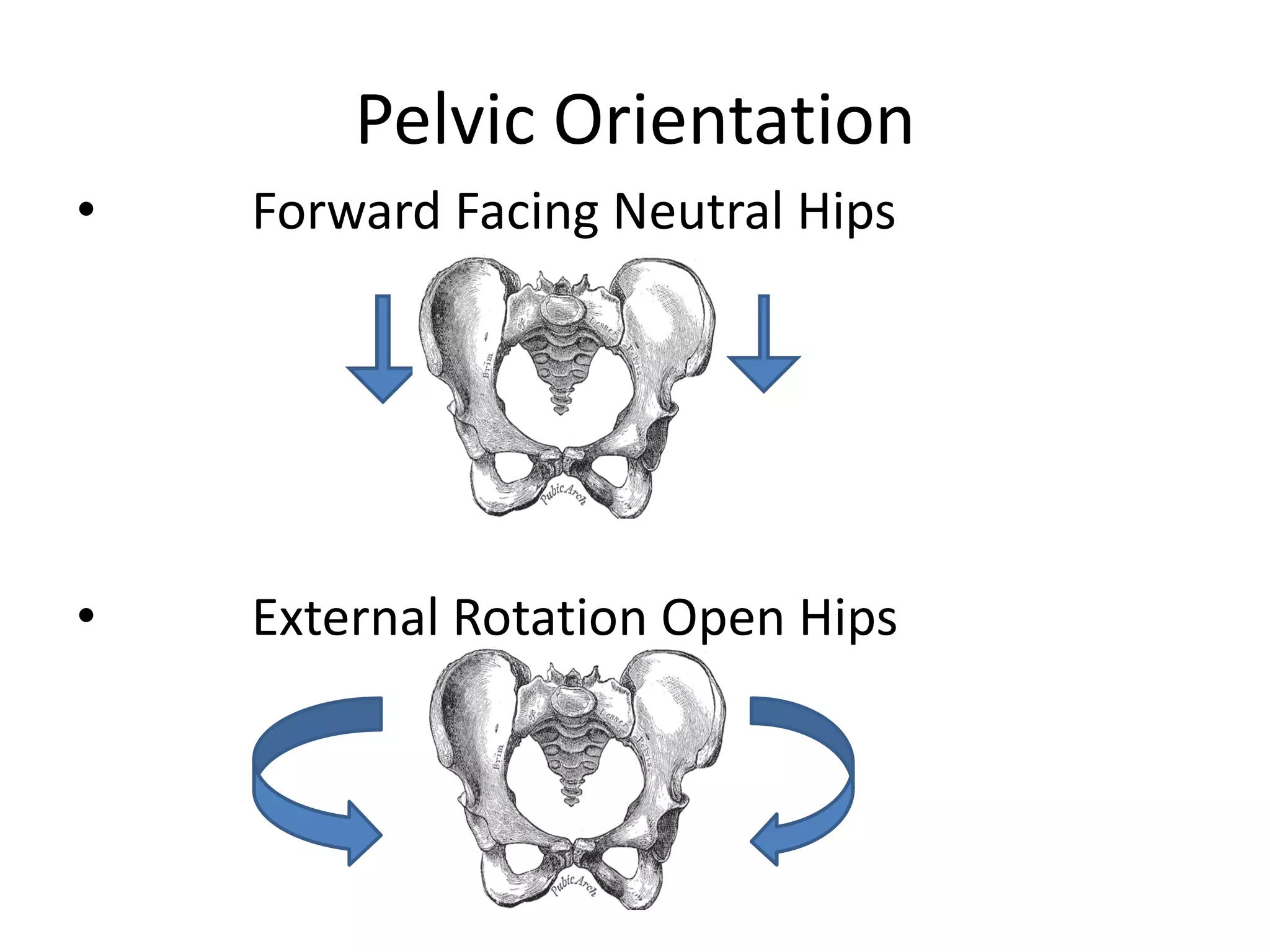 Pelvis shoulder anatomy | PDF