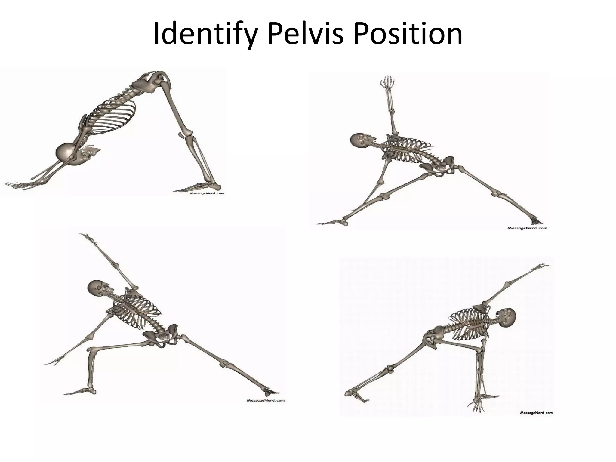 Pelvis shoulder anatomy | PDF