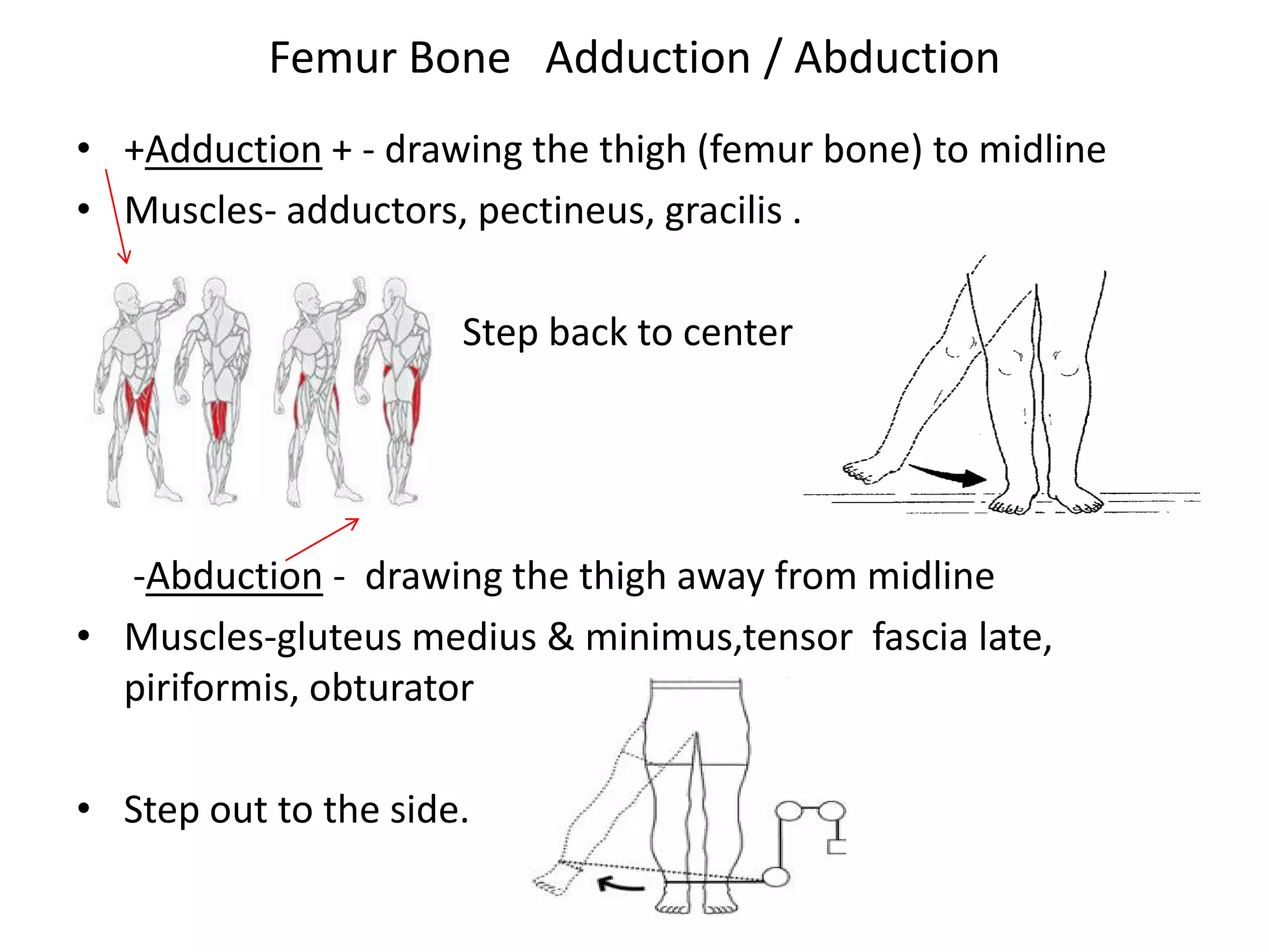 Pelvis shoulder anatomy | PDF