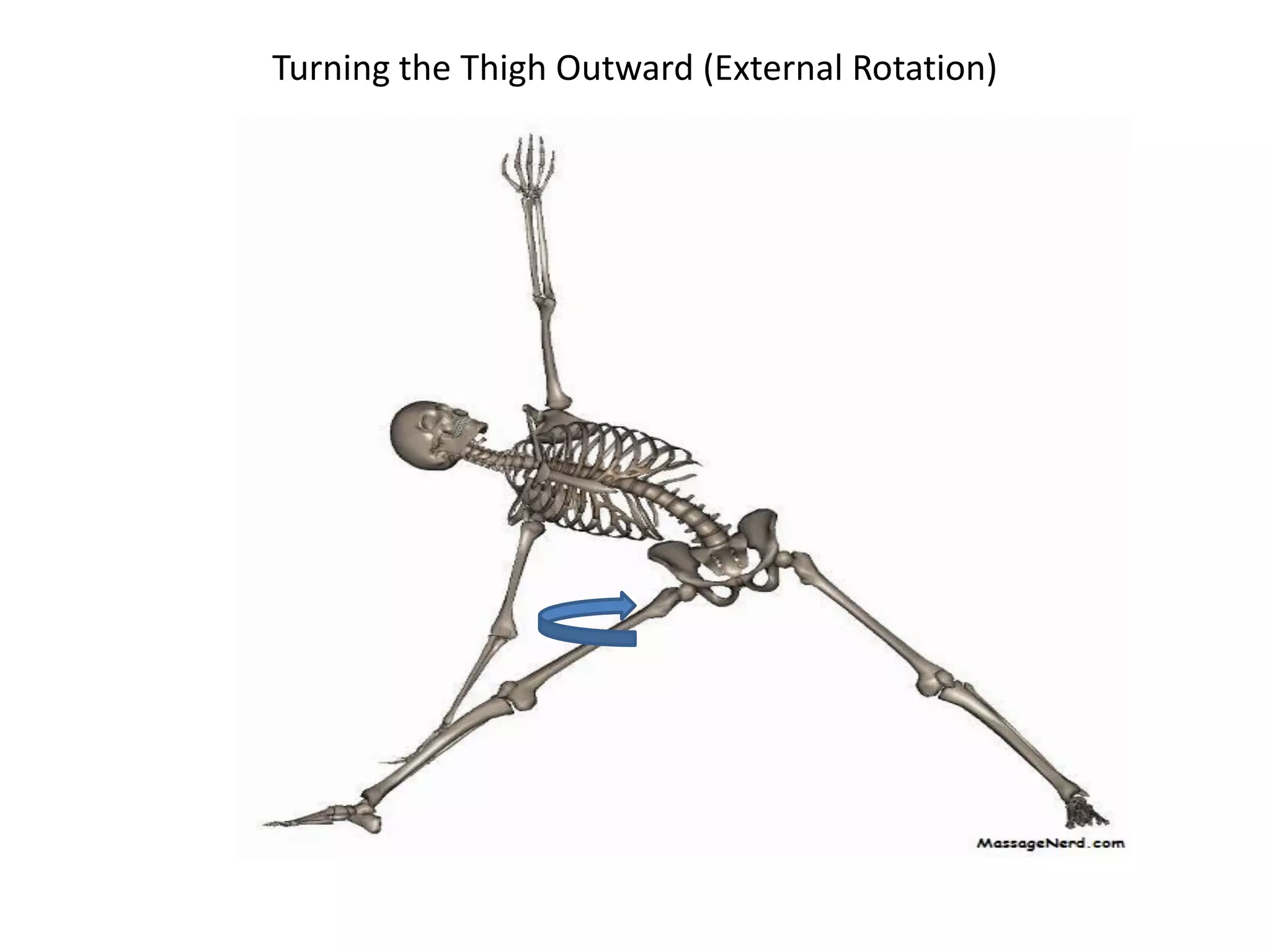 Pelvis shoulder anatomy | PDF