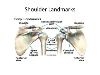 Pelvis shoulder anatomy | PDF