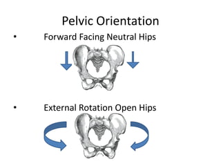 Pelvis shoulder anatomy | PDF
