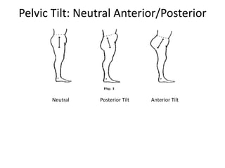 Pelvis shoulder anatomy | PPT