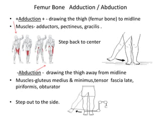Pelvis shoulder anatomy | PDF