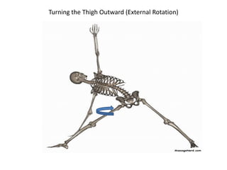 Pelvis shoulder anatomy | PDF