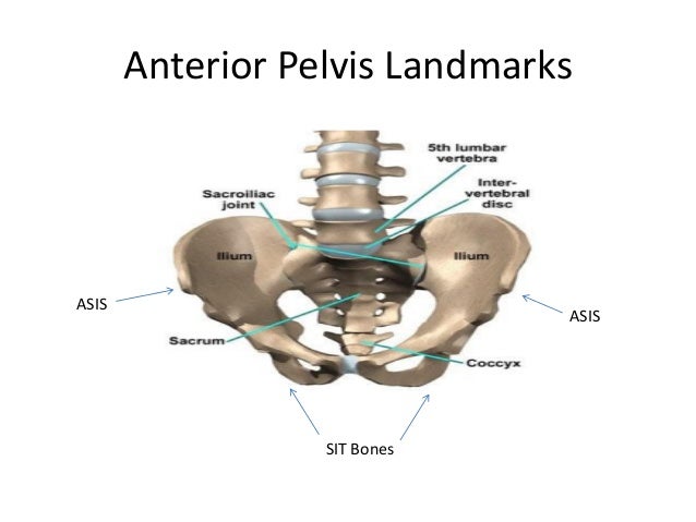 Pelvis shoulder anatomy