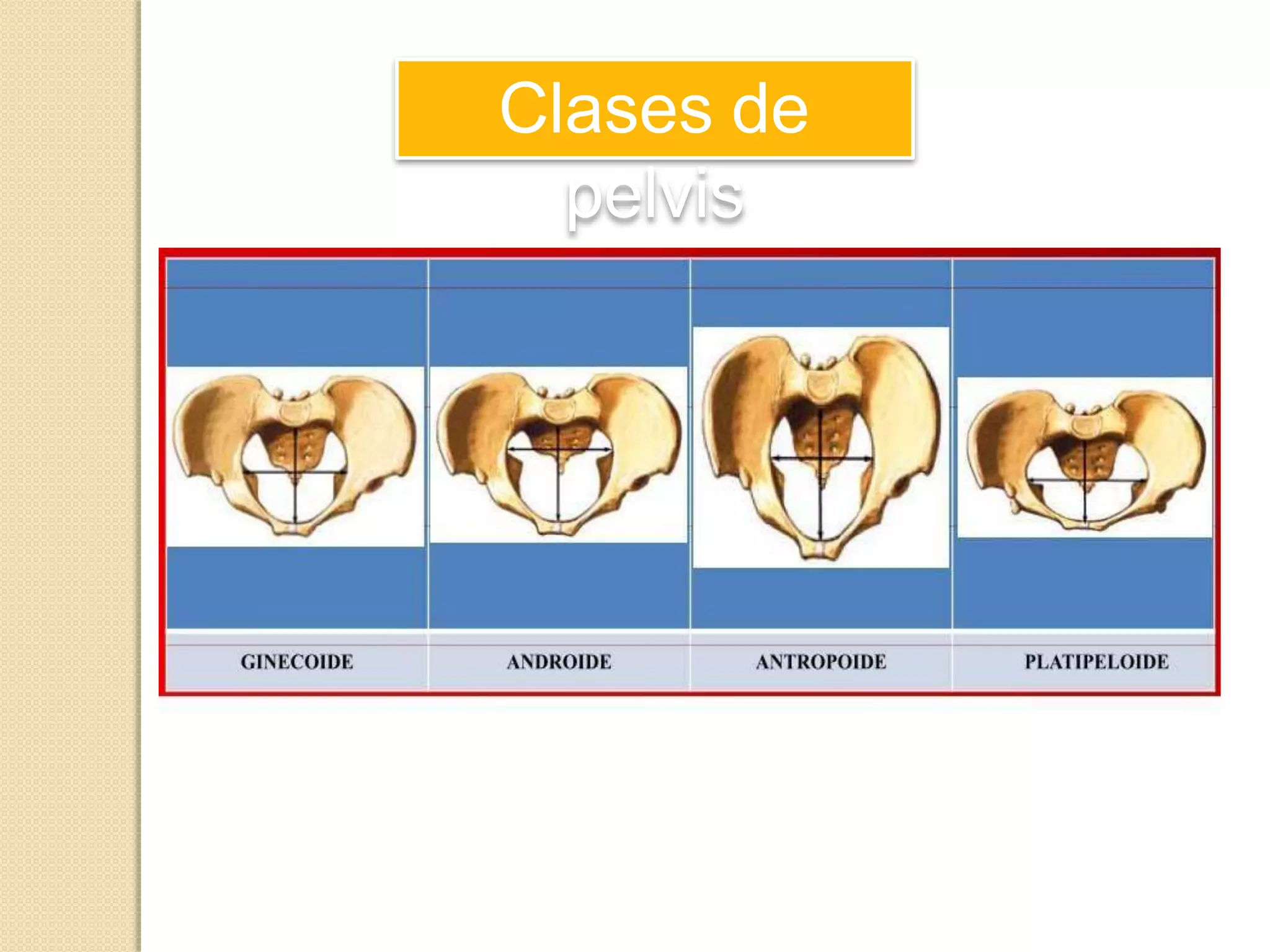 Pelvis tipos | PPTX