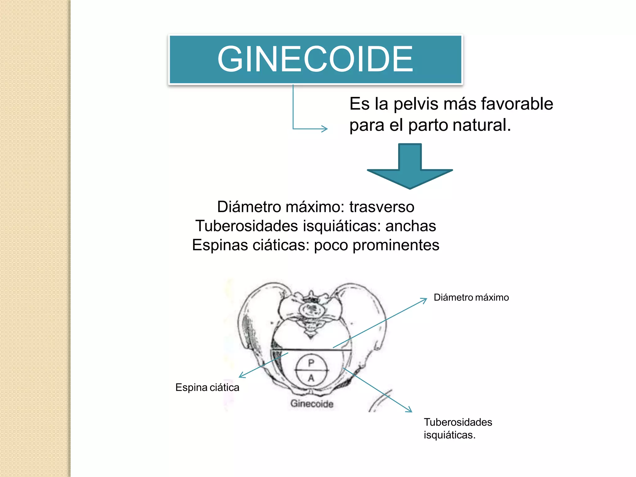 Pelvis tipos | PPT