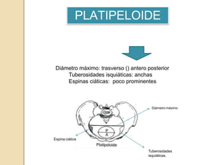 Pelvis tipos | PPTX