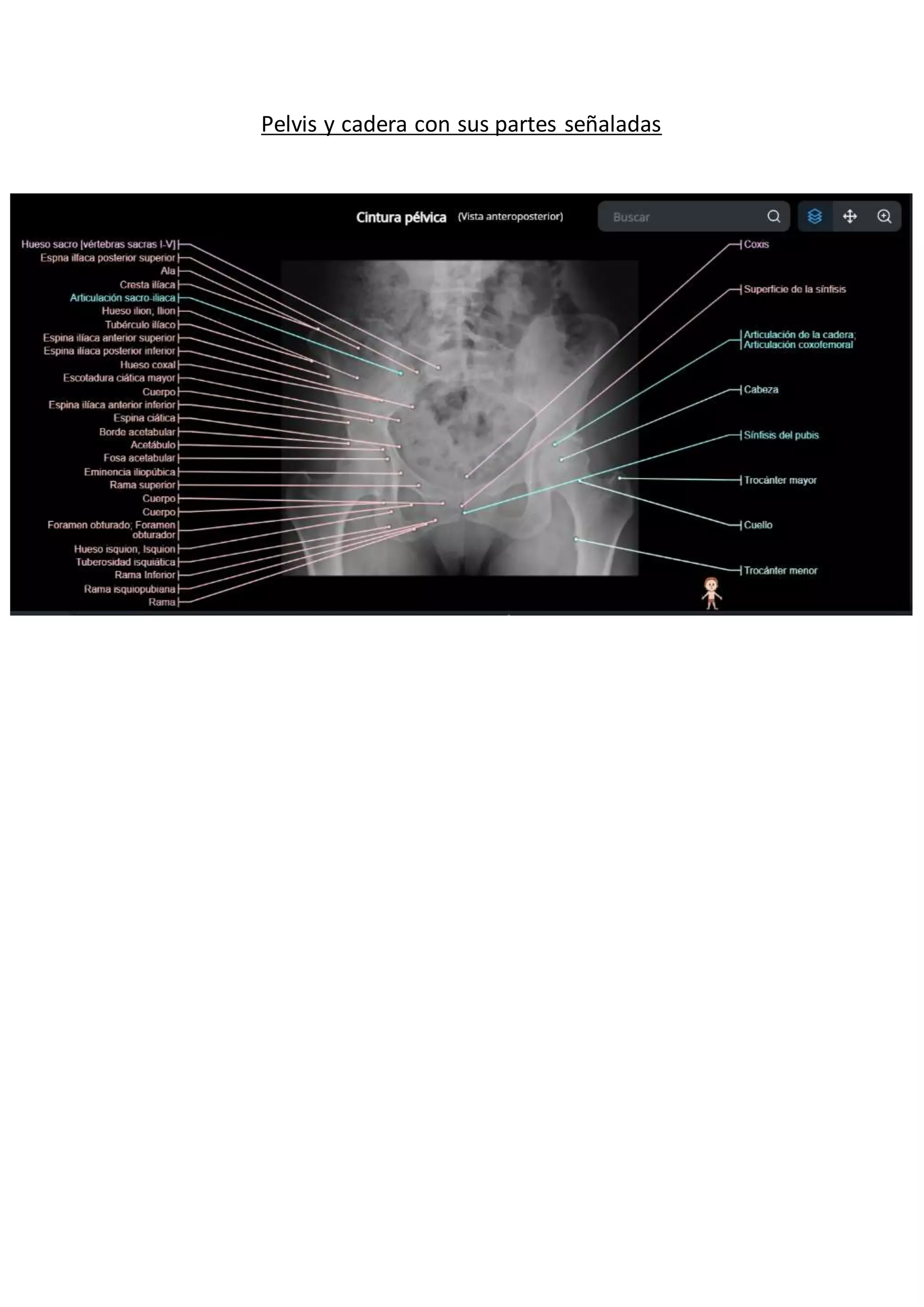 Pelvis y cadera con sus partes señaladas | PDF