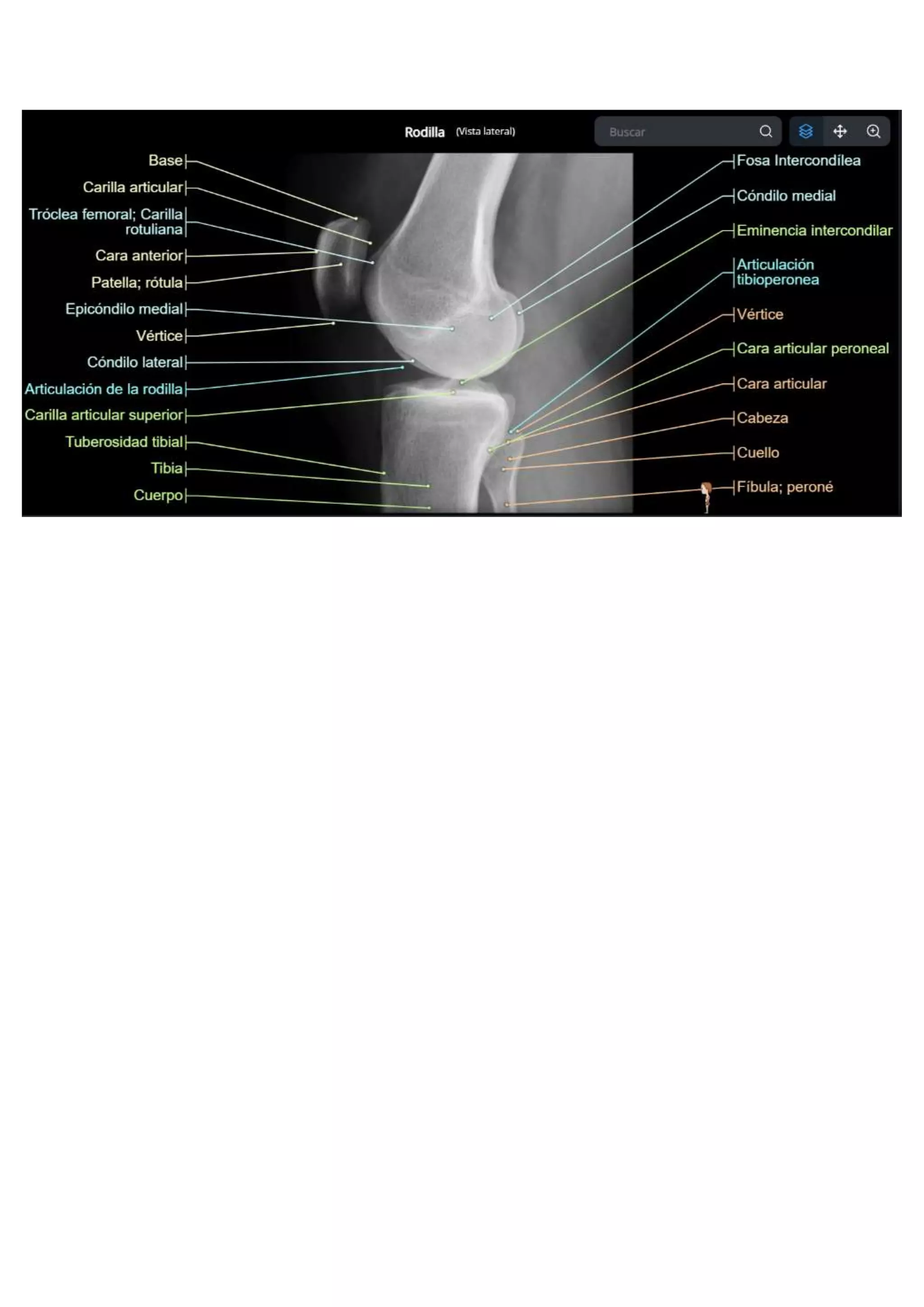 Pelvis y cadera con sus partes señaladas | PDF