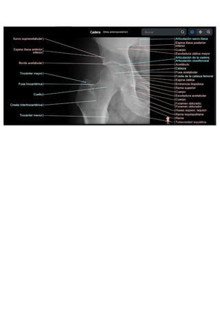 Pelvis y cadera con sus partes señaladas | DOCX