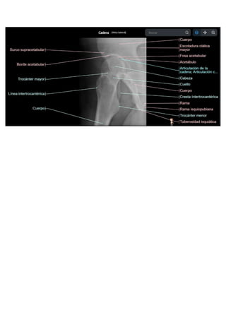 Pelvis y cadera con sus partes señaladas | DOCX