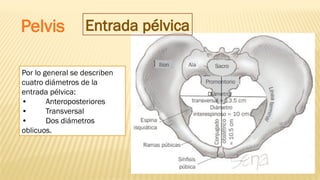 PELVIS OSEA Y SUS DIAMETROS, Y SUS CARACTERISTICAS | PPTX