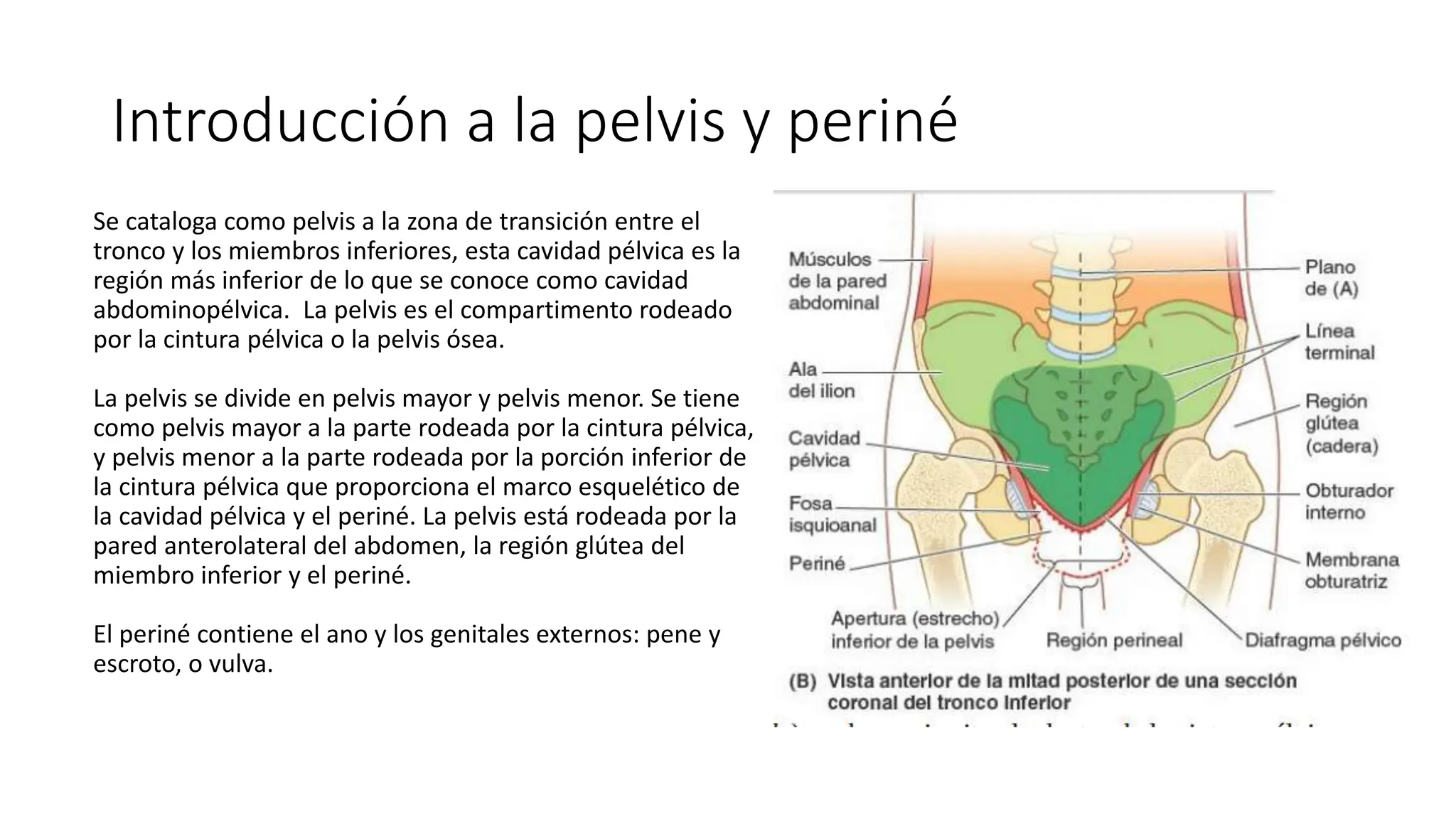 Pelvis y periné, estructura osea, musculos | PPT