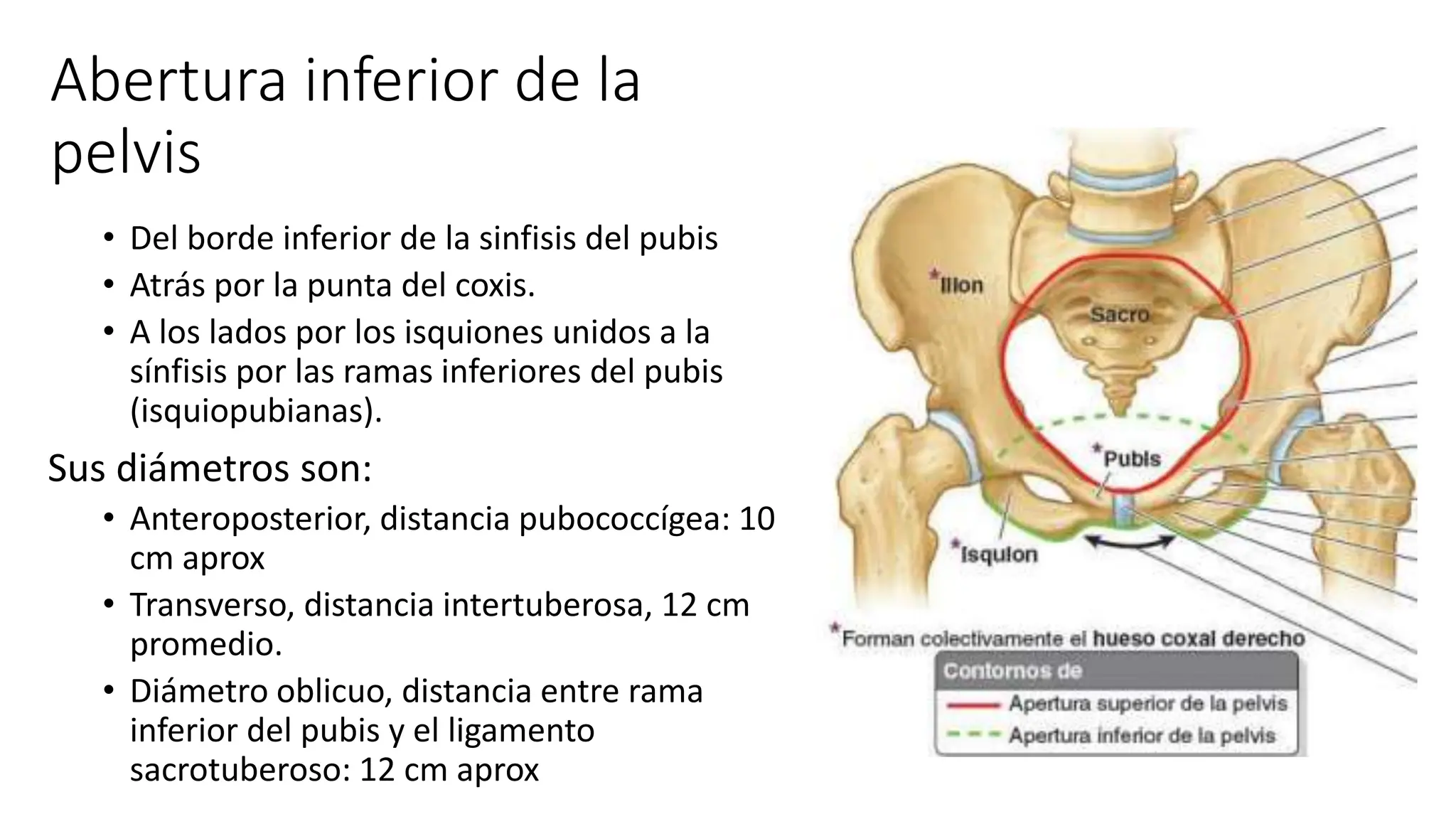 Pelvis y periné, estructura osea, musculos | PPT