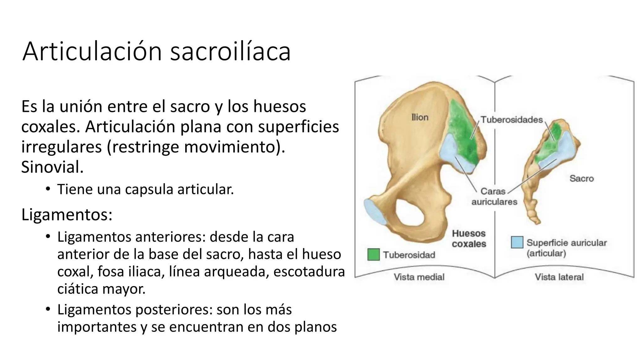 Pelvis y periné, estructura osea, musculos | PPT