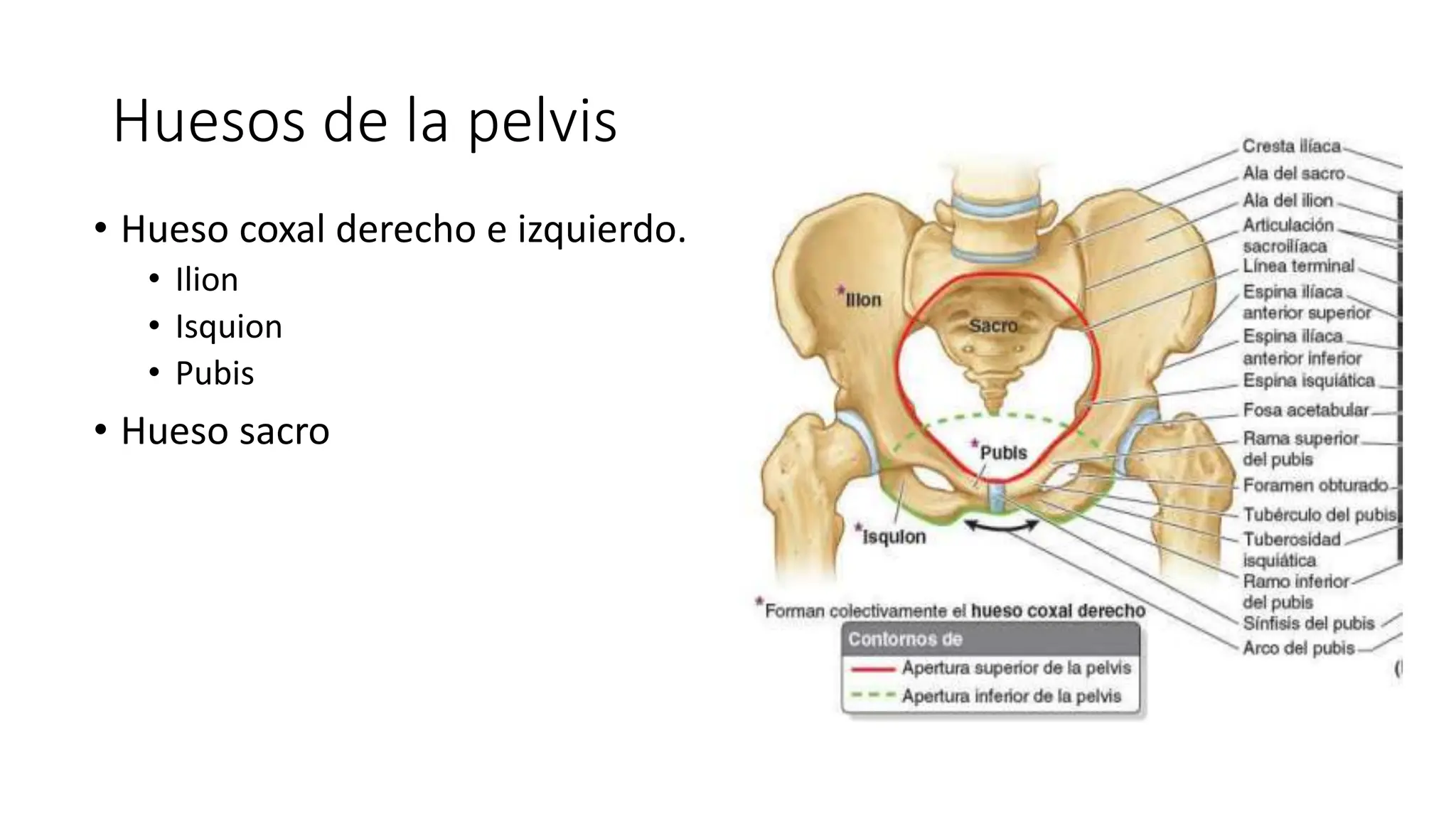 Pelvis y periné, estructura osea, musculos | PPT