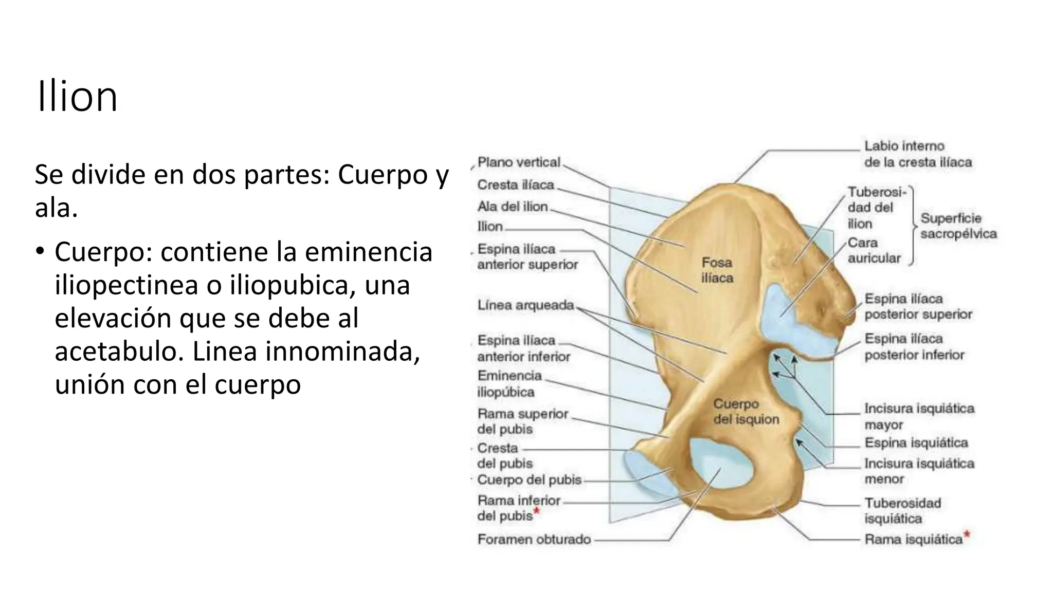 Pelvis y periné, estructura osea, musculos | PPT