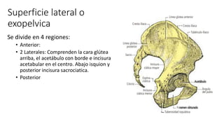Pelvis y periné, estructura osea, musculos | PPTX