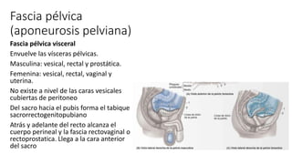 Pelvis y periné, estructura osea, musculos | PPTX