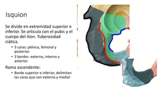 Pelvis y periné, estructura osea, musculos | PPTX