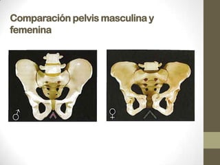 Pelvis y perine | PPTX