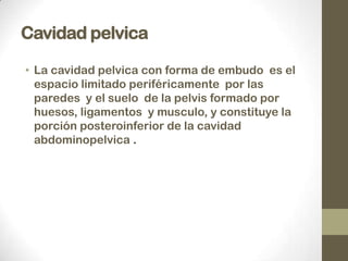 Pelvis y perine | PPTX