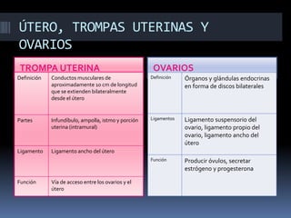 PELVIS Y PERINE.pptx