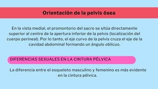 Pelvis y periné anatomía clínica básica | PDF