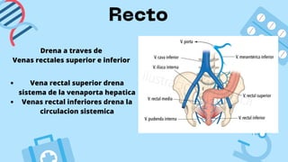 Pelvis y periné anatomía clínica básica | PDF