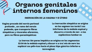 Pelvis y periné anatomía clínica básica | PDF