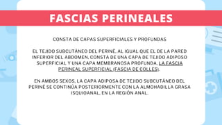 Pelvis y periné anatomía clínica básica | PDF