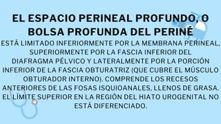 Pelvis y periné anatomía clínica básica | PDF
