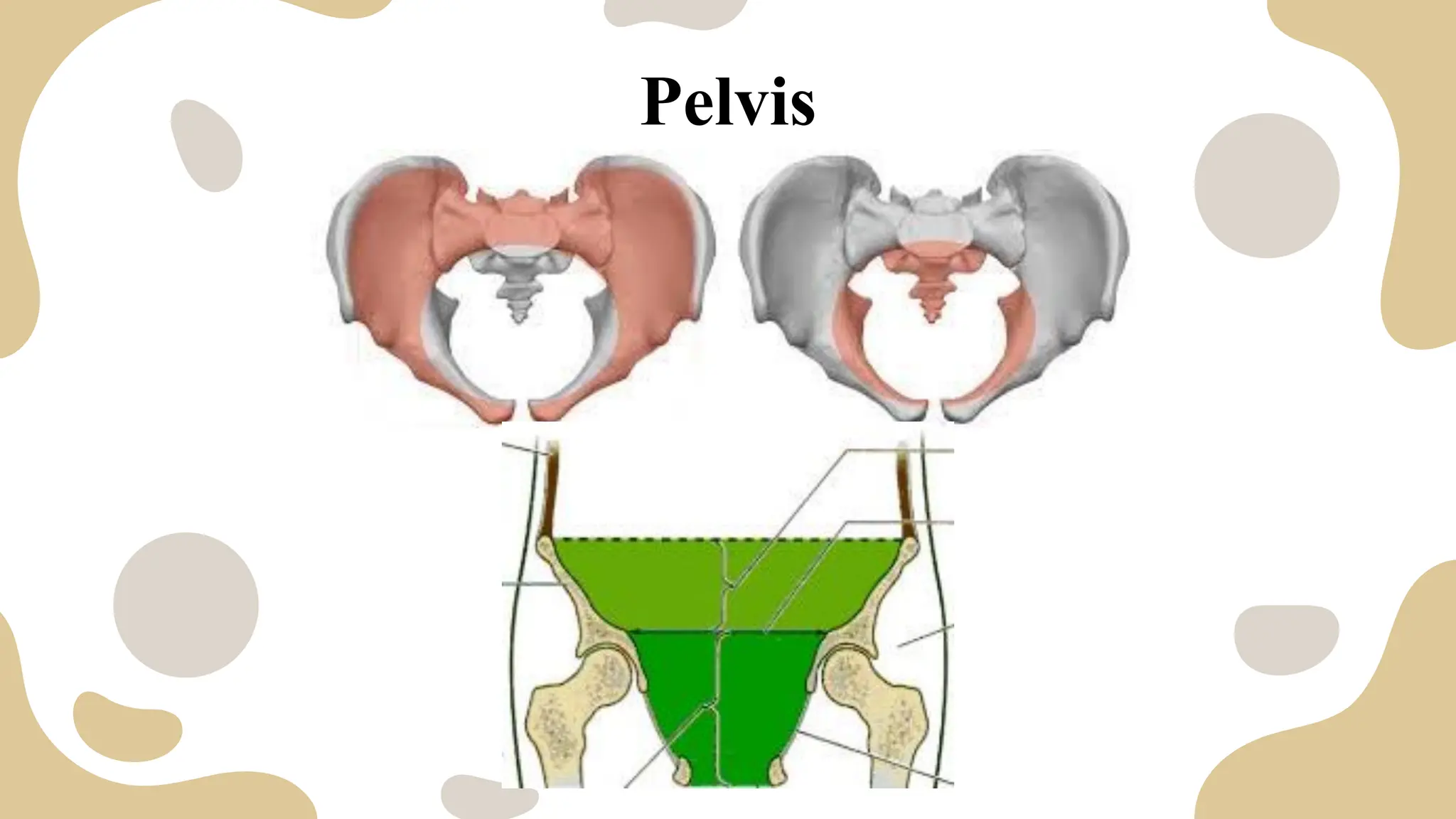 pelvis y perineo.pdf(anatomía del cuerpo humano) | PDF