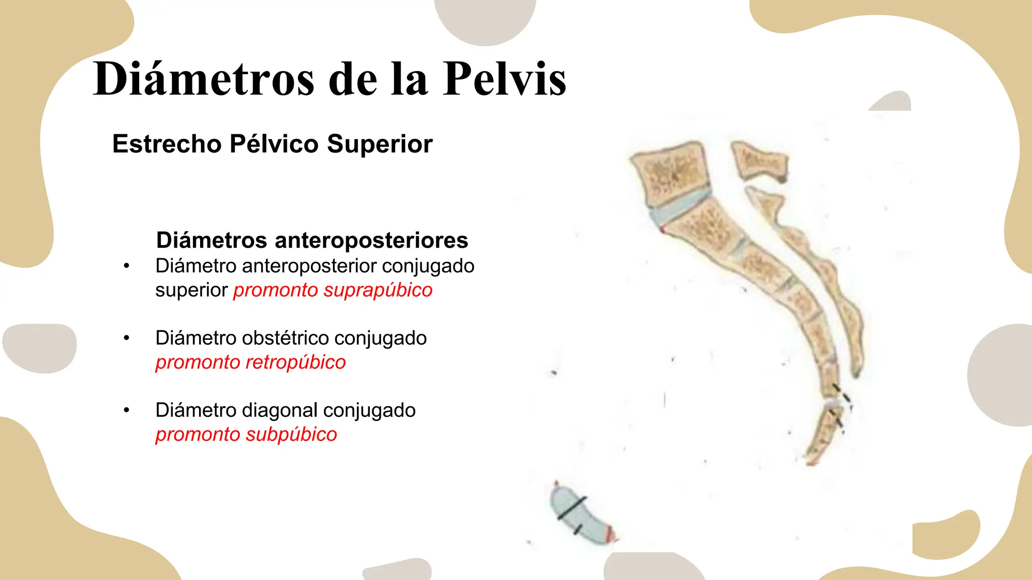 pelvis y perineo.pdf(anatomía del cuerpo humano) | PDF