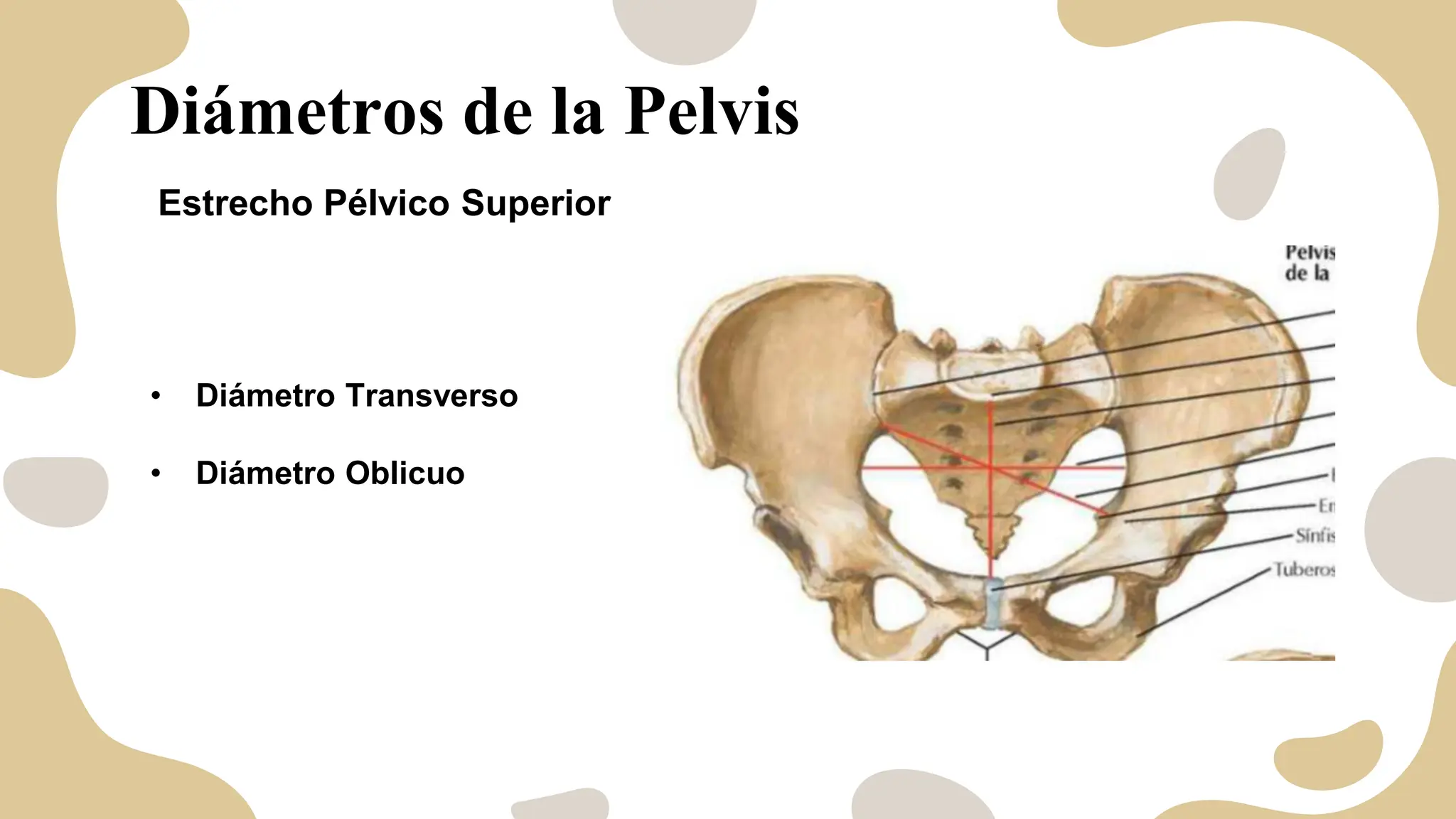 pelvis y perineo.pdf(anatomía del cuerpo humano) | PDF