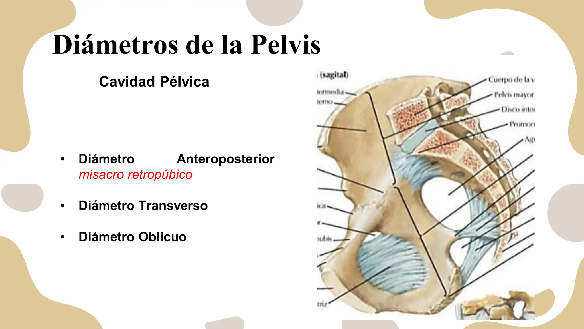 pelvis y perineo.pdf(anatomía del cuerpo humano) | PDF