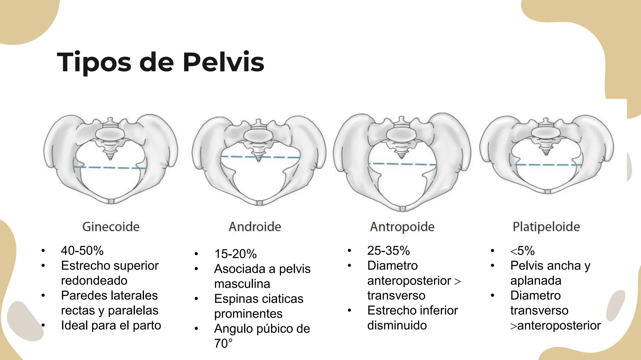 pelvis y perineo.pdf(anatomía del cuerpo humano) | PDF