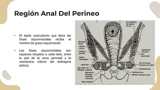 pelvis y perineo.pdf(anatomía del cuerpo humano) | PDF