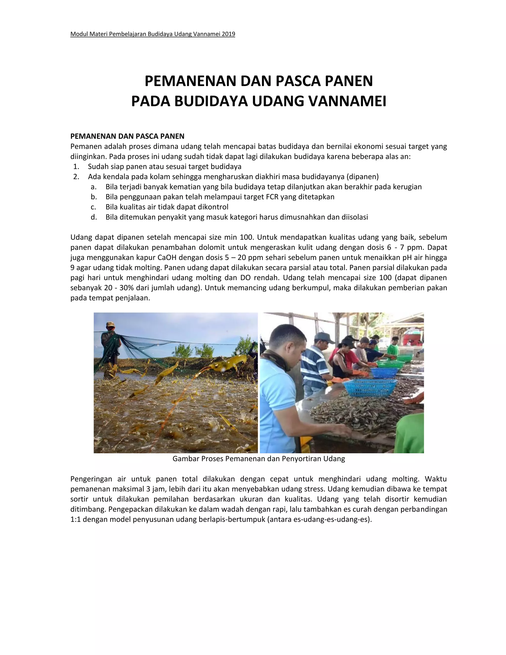 PEMANENAN DAN PASCA PANEN PADA BUDIDAYA UDANG VANNAMEI | PDF