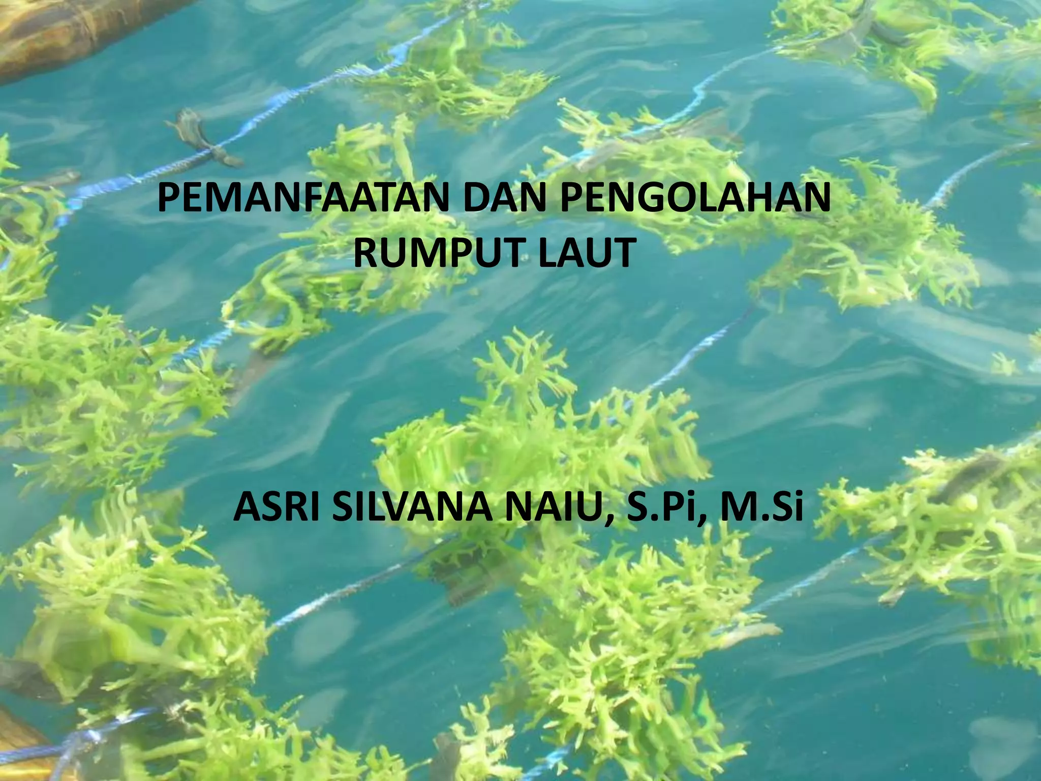 Pemanfaatan dan pengolahan rumput laut | PPTX
