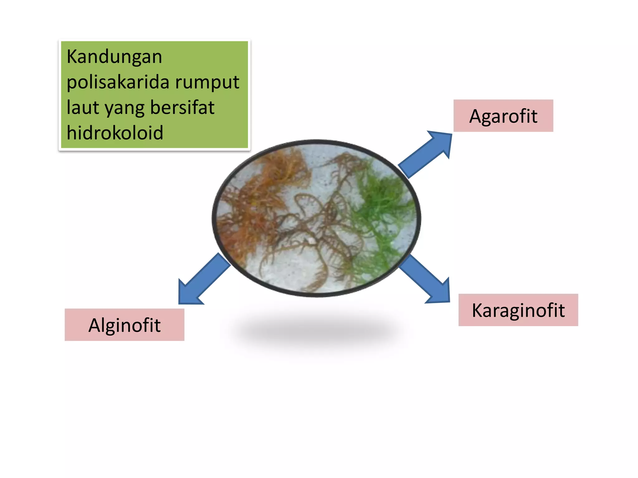 Pemanfaatan dan pengolahan rumput laut | PPT Pemanfaatan dan pengolahan rumput laut | PPT