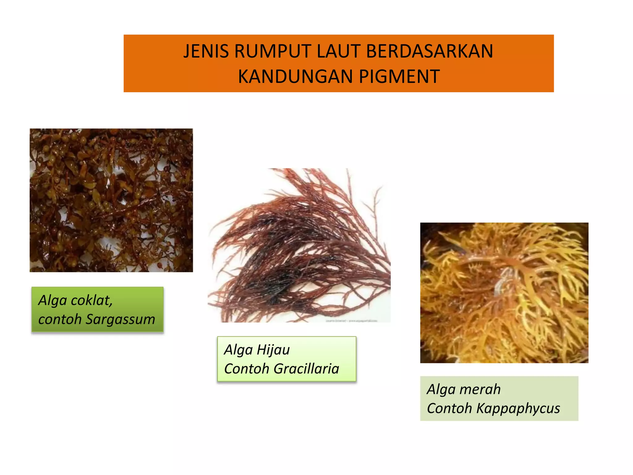 Pemanfaatan dan pengolahan rumput laut | PPTX