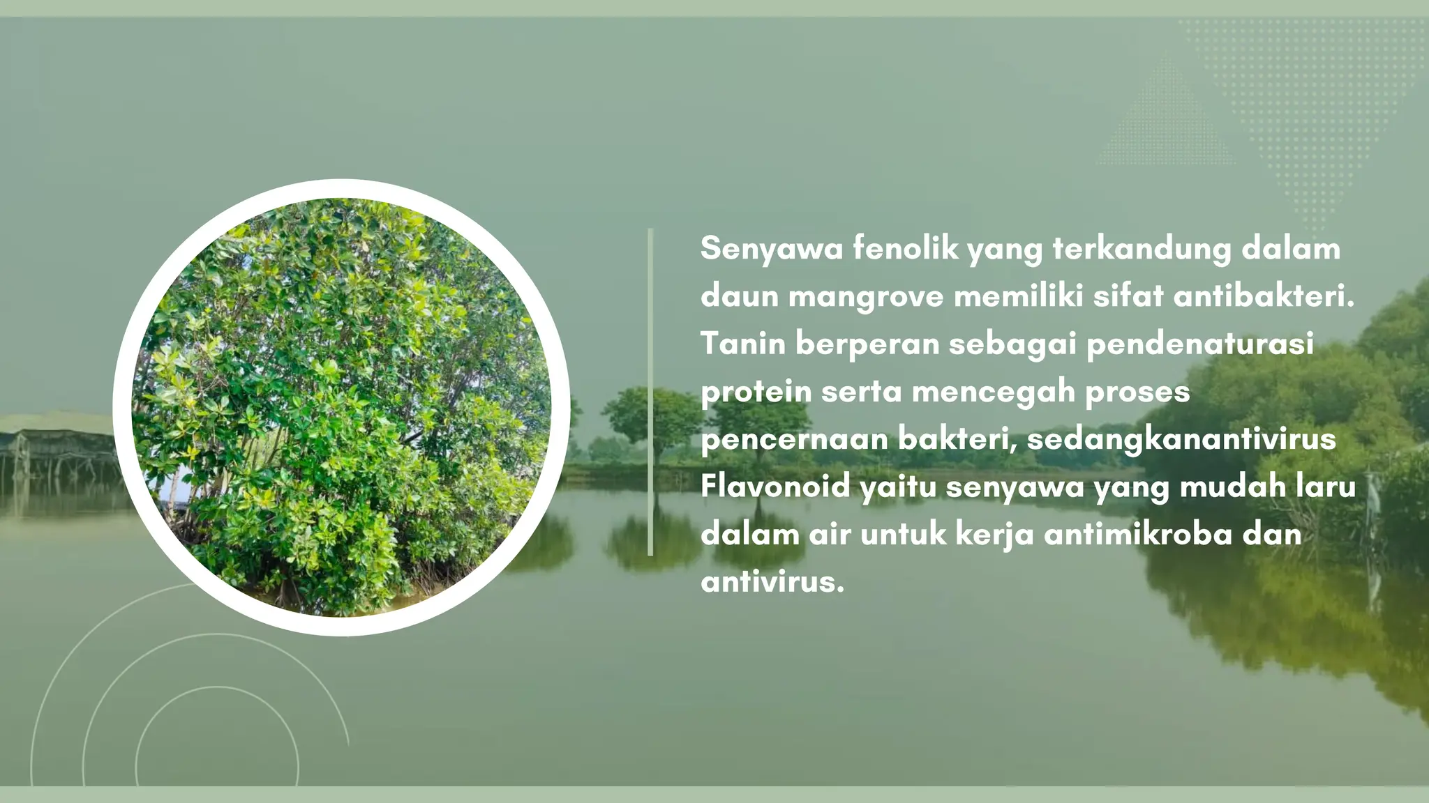 Pemanfaatan Daun Mangrove-Kelompok.2.pptx