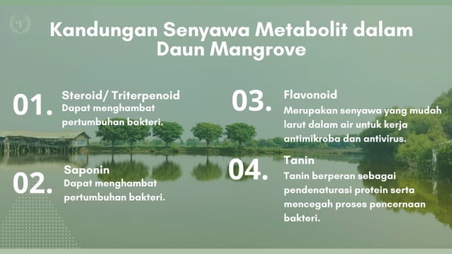 Pemanfaatan Daun Mangrove-Kelompok.2.pptx